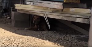 Rusty Was Chained Up For Almost 15 Years – See His Life Once He’s Rescued