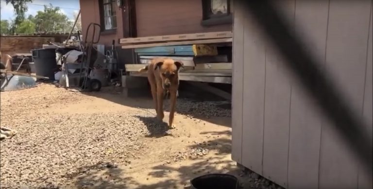 Rusty Was Chained Up For Almost 15 Years – See His Life Once He’s Rescued