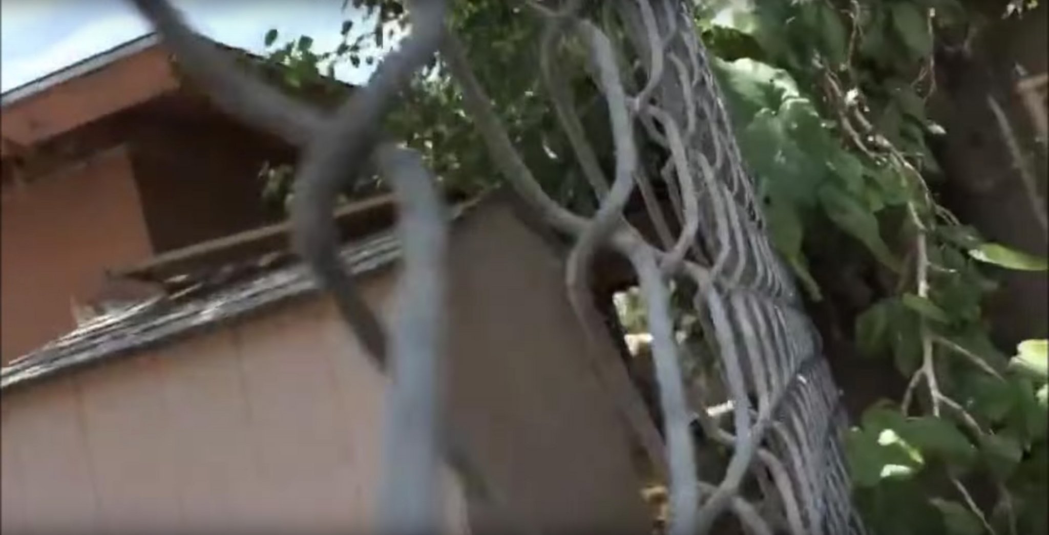 Rusty Was Chained Up For Almost 15 Years – See His Life Once He’s Rescued