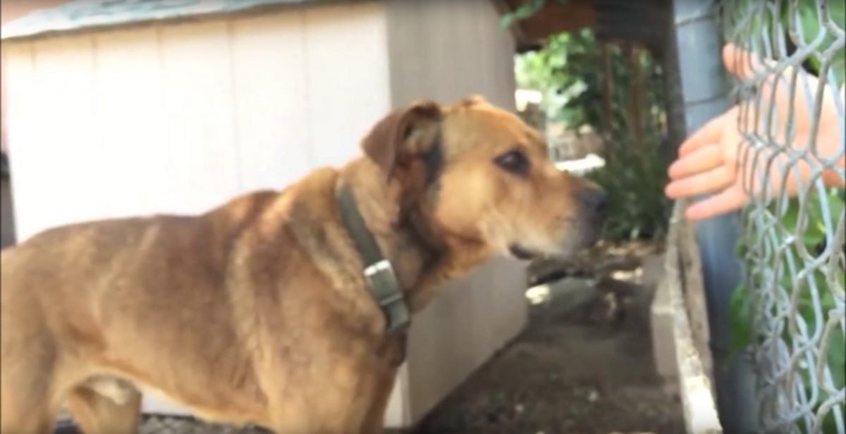 Rusty Was Chained Up For Almost 15 Years – See His Life Once He’s Rescued