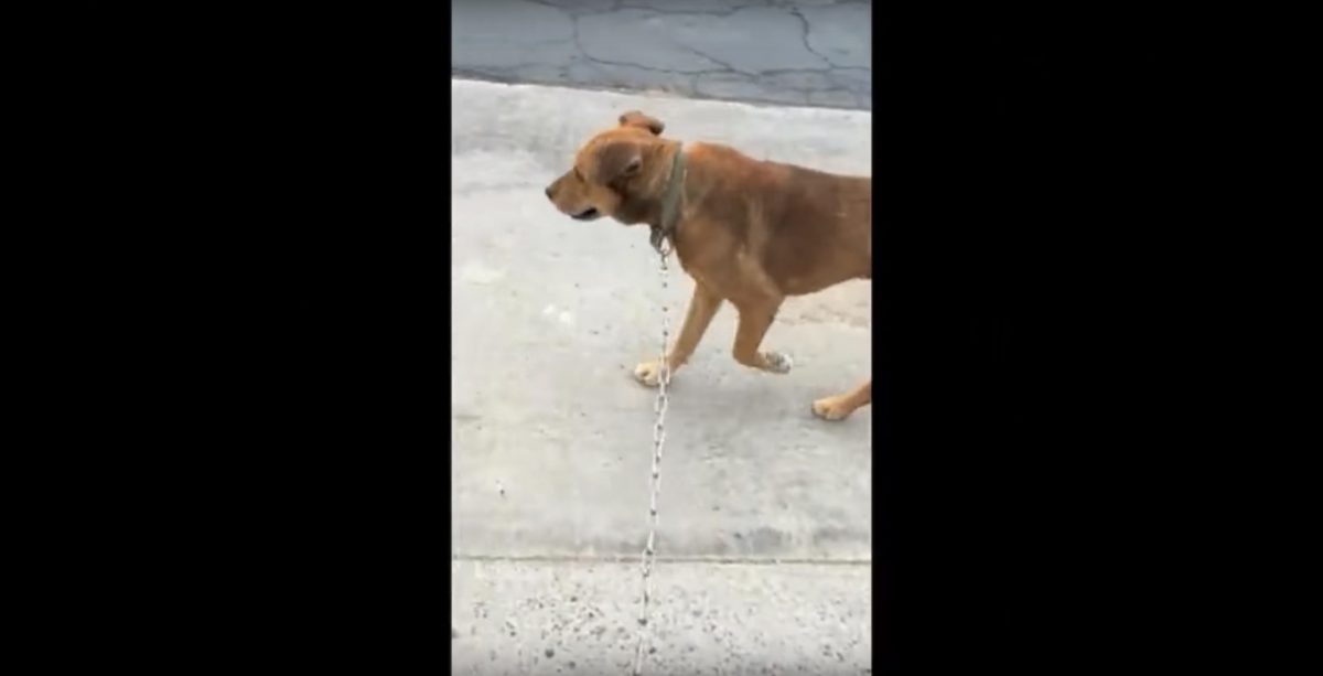 Rusty Was Chained Up For Almost 15 Years – See His Life Once He’s Rescued