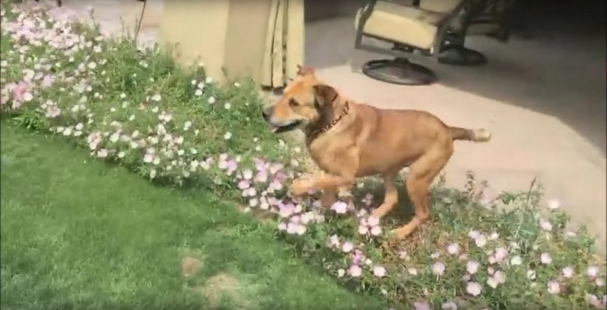 Rusty Was Chained Up For Almost 15 Years – See His Life Once He’s Rescued