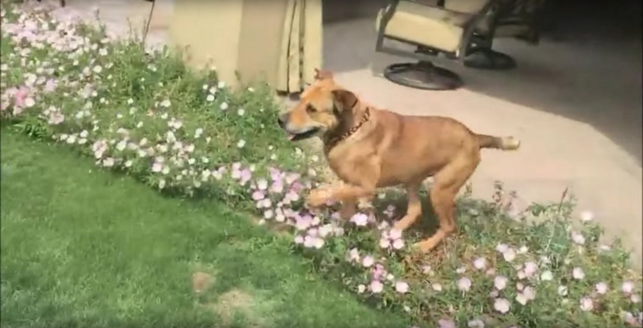 Rusty Was Chained Up For Almost 15 Years – See His Life Once He’s Rescued