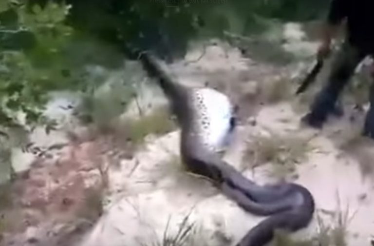 Dead Anaconda Found with Swollen Belly Hiding Mysterious Contents