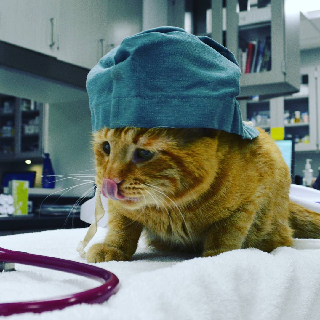 The World's Saddest Cat Was Broken And Ready to Die, Then Something ...