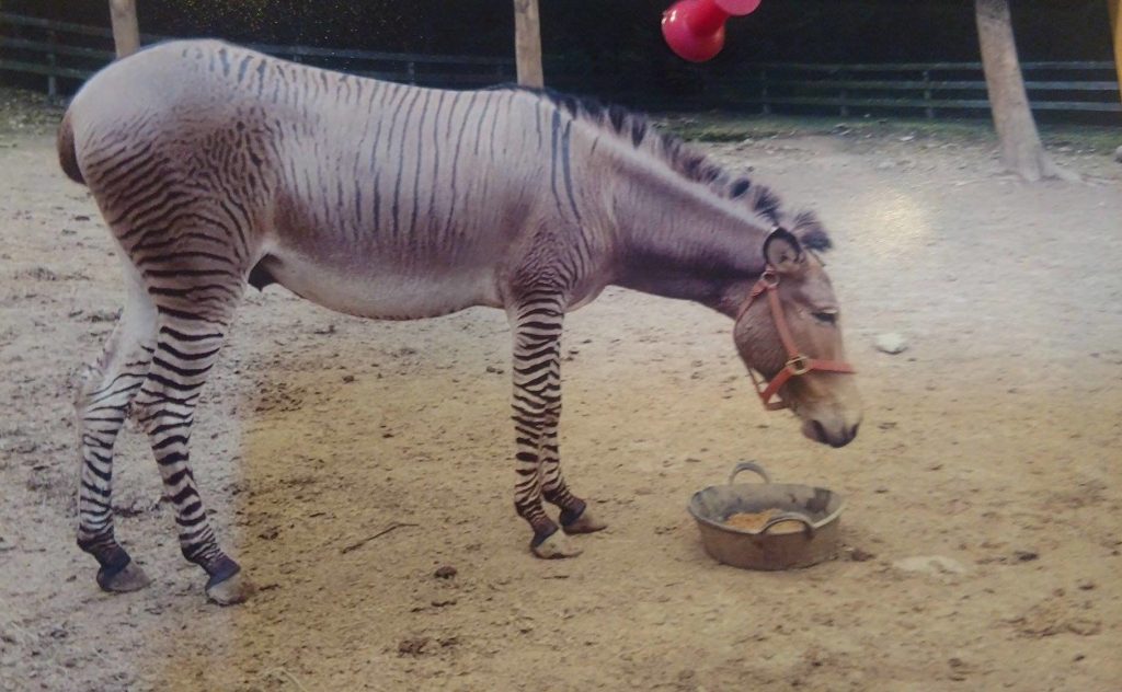 This Poor Zonkey Was Destined For The Slaughterhouse – Until A ...
