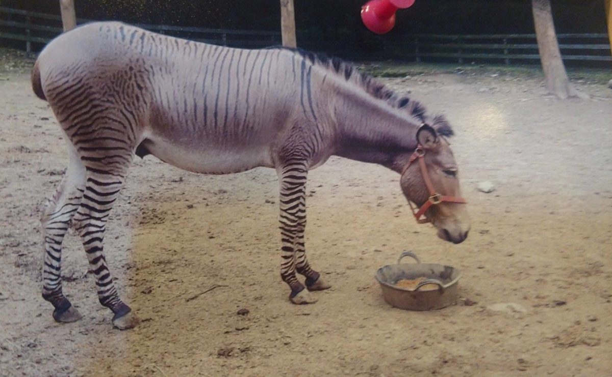 This Poor Zonkey Was Destined For The Slaughterhouse – Until A ...
