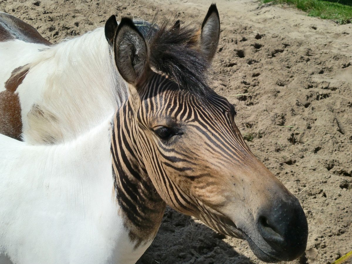 This Poor Zonkey Was Destined For The Slaughterhouse – Until A ...