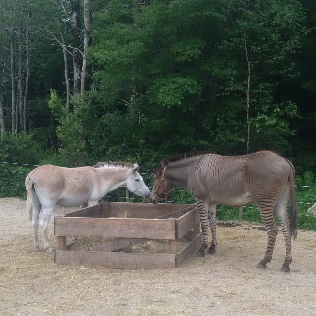 This Poor Zonkey Was Destined For The Slaughterhouse – Until A ...