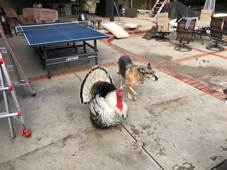 This Turkey Was Doomed To Become Thanksgiving Dinner – Until A TV ...