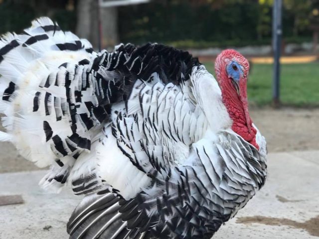 This Turkey Was Doomed To Become Thanksgiving Dinner – Until A TV ...